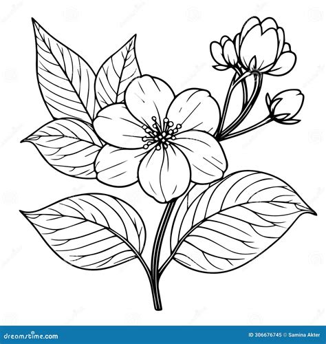 Sketch Jasmine Flower Drawing Tattoo Jasmine Flower Drawing Outline Jasmine Flower Tattoo
