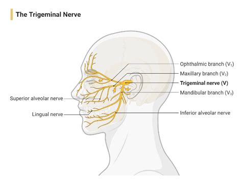 Trigeminal Nerve Branches