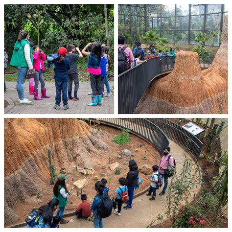 Jardín Botánico Abre Convocatoria Para El Club De Ciencias 2023 Un