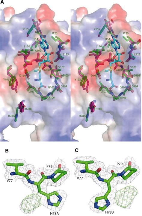 A Superposition Of The Sam Binding Pockets Of Tttrmi In Pink And
