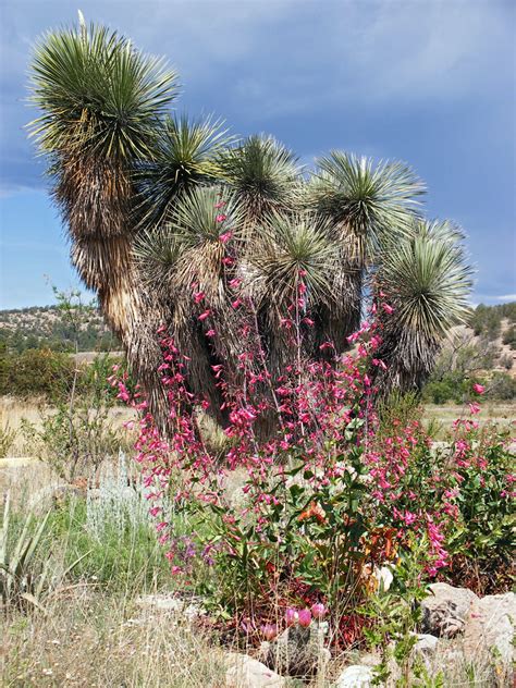 Soaptree Yucca Gila Cliff Dwellings National Monument New Mexico