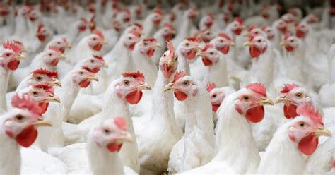 Action Alert Object To The Usdas Phony Baloney “animal Welfare” Rule