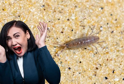 Comment nettoyer un four très sale et encrassé naturellement