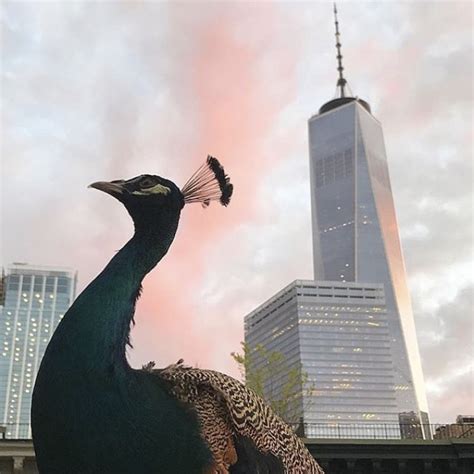 Giant Emotional Support Peacock Denied Seat On Flight And Heres How