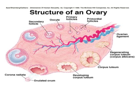 Oestrous Cycle Flashcards Quizlet
