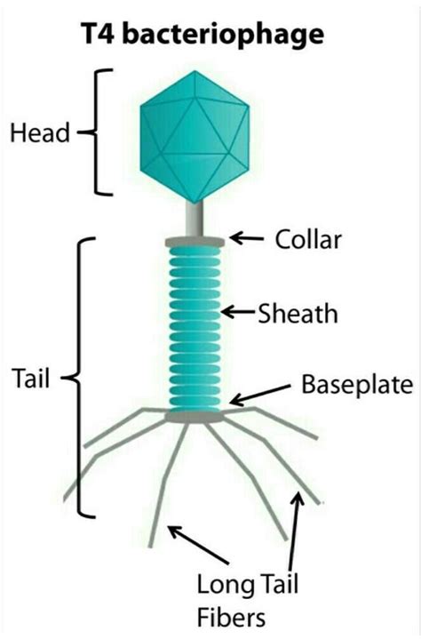 What Are Bacteriophages Draw A Well Labeled Diagram