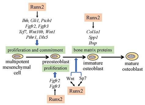 Ijms Free Full Text Regulation Of Proliferation Differentiation