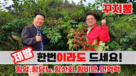 【약초대학tv】꾸지뽕 제발 한번이라도 드세요 무병의 꿈 항암 항당뇨 항산화 항비만 면역력 Youtube