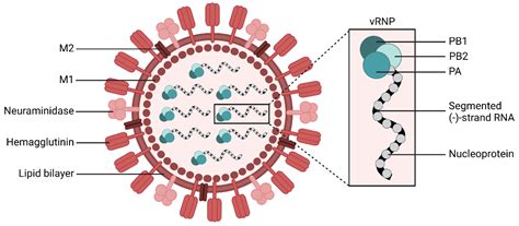 Influenza Virus Structure Diagram Molecular Expressions Cell