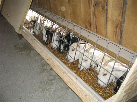 Ikga Goat Feeders Grain Mineral Hay Creep Feeders Goat House Goat