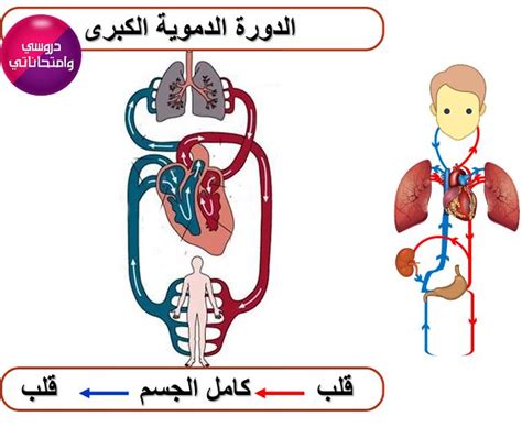 الدورة الدموية الكبرى والدورة الدموية الصغرى Fiches De Travail Pour