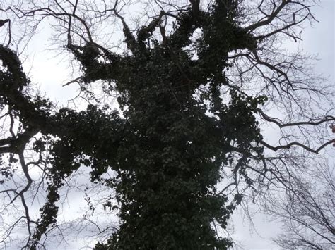 Tree Odd Tree Photographer Clouds