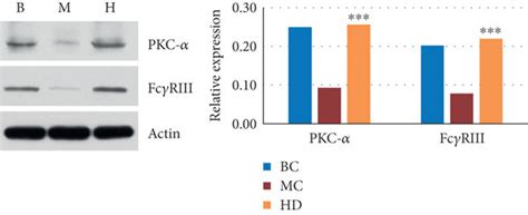 Fcγriii Protein And Pkc α Are Expressed In Different Groups Of The