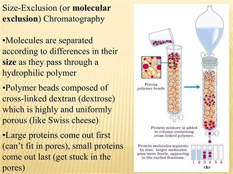 Ppt Protein Separation And Purification Ppt