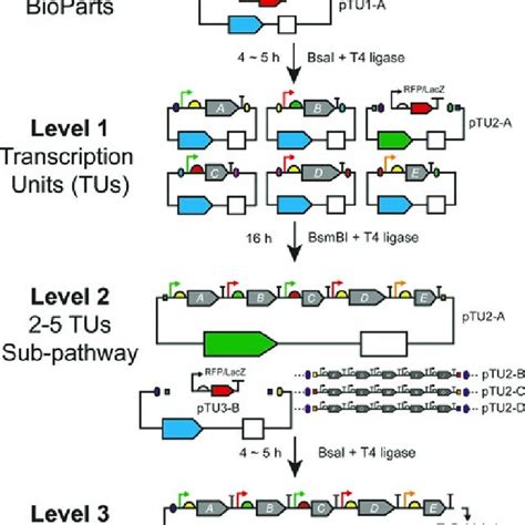 Pdf Ecoflex A Multifunctional Moclo Kit For E Coli Synthetic Biology
