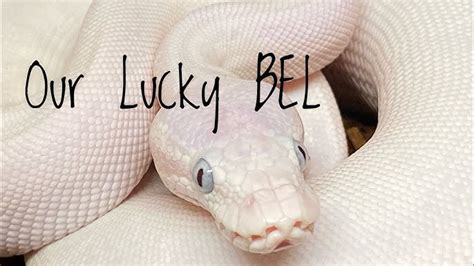 Leucistic Ball Python Russo Leucistic Morph List World Of Ball