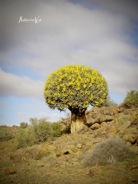 Gannabos Guest Farm Quiver Tree Forest