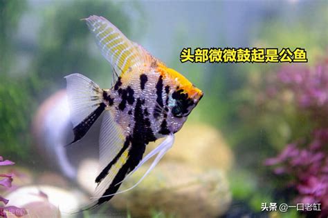 神仙鱼公母辨别图解，自己在家也能轻松繁殖 胖萌舍