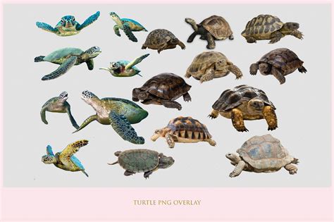 Turtle Overlay Turtle Stock Turtle Png Png Overlay Digital