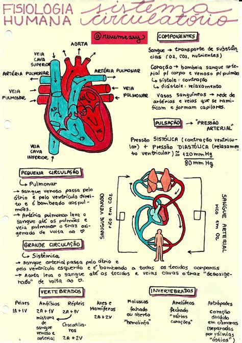 Mapa Do Sistema Cardiovascular Fdplearn