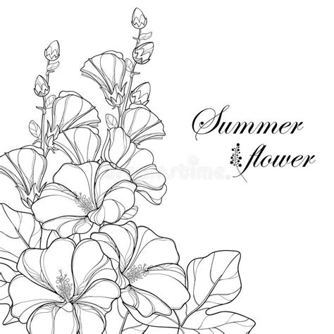 白色背景中突显的黑色碧桂花、华丽花蕾和叶的轮廓矢量图花束 向量例证 插画 包括有 å›¾è±¡ è®¾è®¡ 185380817
