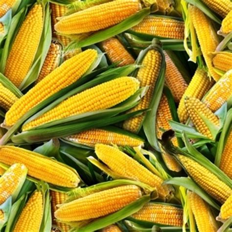 Cotton Fabric Food Fabric Food Festival Large Ears Of Corn In Green