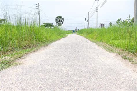 Green Colored Grass Farm On Field Stock Image Image Of Daylight Grow