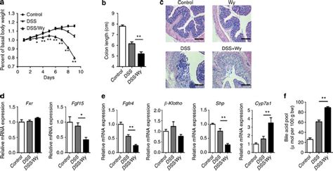 Wy 14643 Exacerbates Dss Induced Colitis A Body Weight B Colon Download Scientific