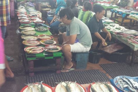 Cuaca Buruk Harga Ikan Cakalang Di Malut Naik ANTARA News Ambon Maluku