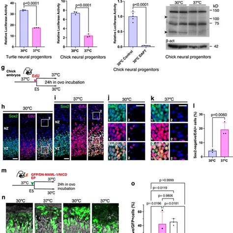 Inverse Temperature Dependency Of Notch Activity In Neural Progenitors Download Scientific