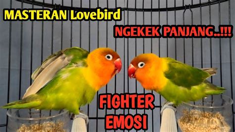 Pancingan Suara Burung Lovebird Ngekek Panjang Lovebird Fighter Ngetik
