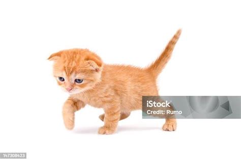 스코틀랜드 돌림주름 고양이 새끼 흰색 바탕에 흰색 배경 달리기에 대한 스톡 사진 및 기타 이미지 달리기 애완고양이 컷아웃