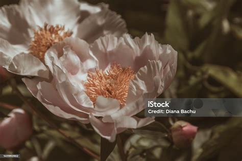 매크로 사진 꽃이있는 바탕 화면 배경 화면 꽃 배경 낭만적 인 벽지 섬세한 모란 클로즈업 1월에 대한 스톡 사진 및 기타 이미지 Istock