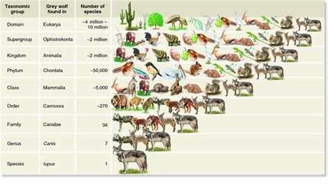 Levels Of Classification Of A Wolf At Sienna Kraegen Blog