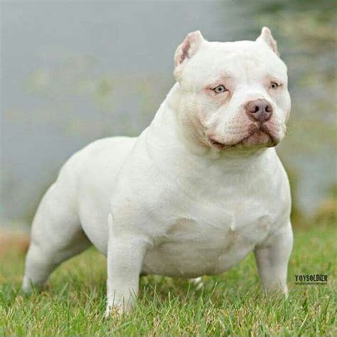 Exotic Bully American Bully Micro Size