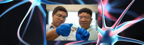 Stretchy Synaptic Transistor Enhances And Weakens Device Memories