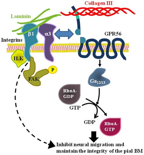 Figure S1 Integrin A3 Immunostaining On Itga3 Itga3 2 2 And Download Scientific Diagram