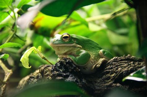 Arti Mimpi Katak Kodok Ibnu Sirin Ahli Tafsir Mimpi