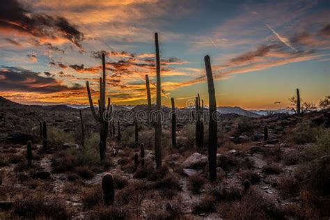 Arizona Desert At Sunset With Saguaro Cactus In Sonoran Desert Near