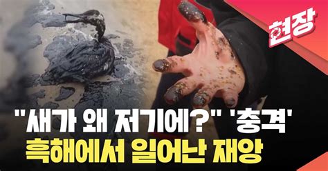 3700톤 석유 유출에 새들도 ‘기름 범벅흑해 환경 재앙 우려 현장영상