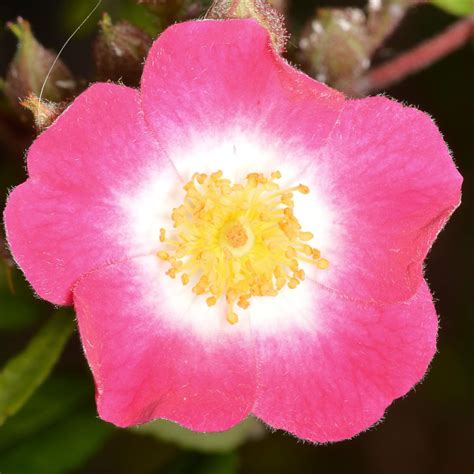 Moschata Rose Mozart Rosa Moschata Mozart