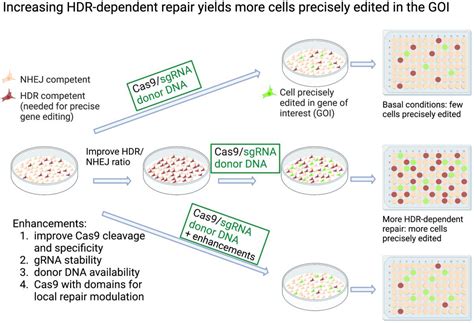 Strategies To Increase Hdr Dependent Crispr Cas9 Mediated Genome Editing Encyclopedia Mdpi