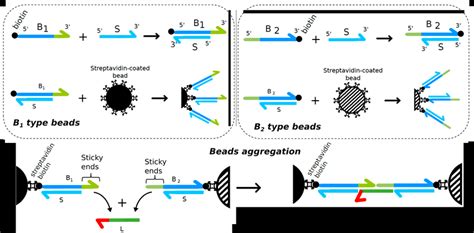 1 Scheme Of Dna Decorated Magnetic Beads Capable Of Aggregation In The