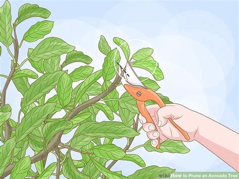 How To Prune An Avocado Tree With Pictures Wikihow