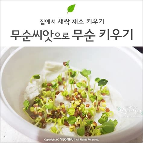 새싹 채소 키우기 무순씨앗으로 무순 키우기 무순요리 네이버 블로그
