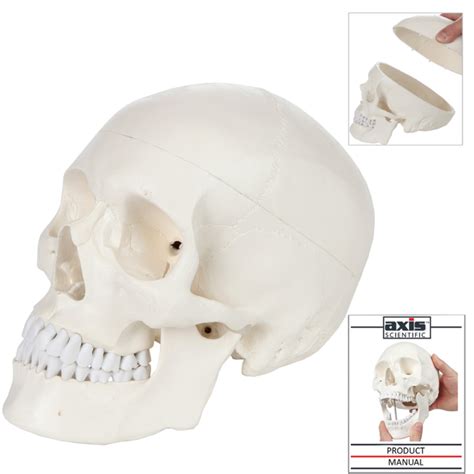 Axis Scientific Human Skull Model Life Js Mega Mart