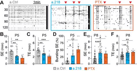 Mir 218 Inhibition Alters Gabaergic Neurotransmission At P5 A Raster