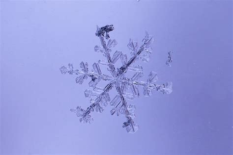 Photos Tyler Cipriani