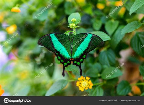 Common Banded Peacock Species Swallowtail Butterfly Green Background