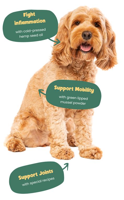 Best Fresh Dog Food For Cockapoos A Complete Nutrition System